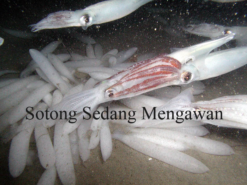 Sotong: Cari "Kandang"