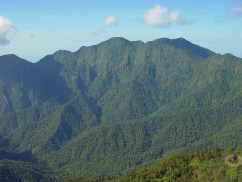 info dan berita: Sarang Tikus Raksasa Mount Bosavi