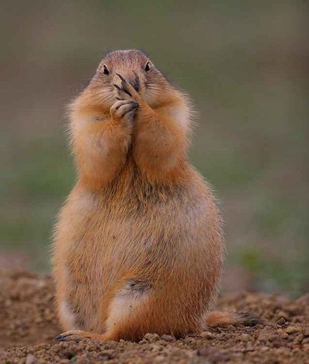 Viajes INcreíbles: África, NY, Vietnam, gente y animales simpáticos en ...