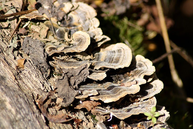 moments de partage: Stérée hirsute
