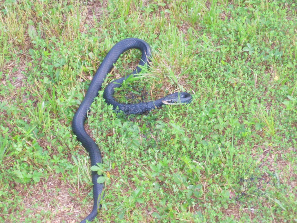 Ruthlynn's World: Blueberry Snake