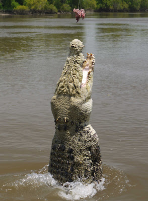 Andy and Judy's Adventure: Popua New Guinea and Darwin