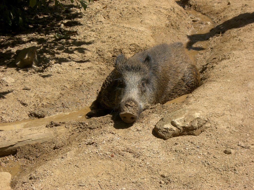 Alapamui!: Porc senglar