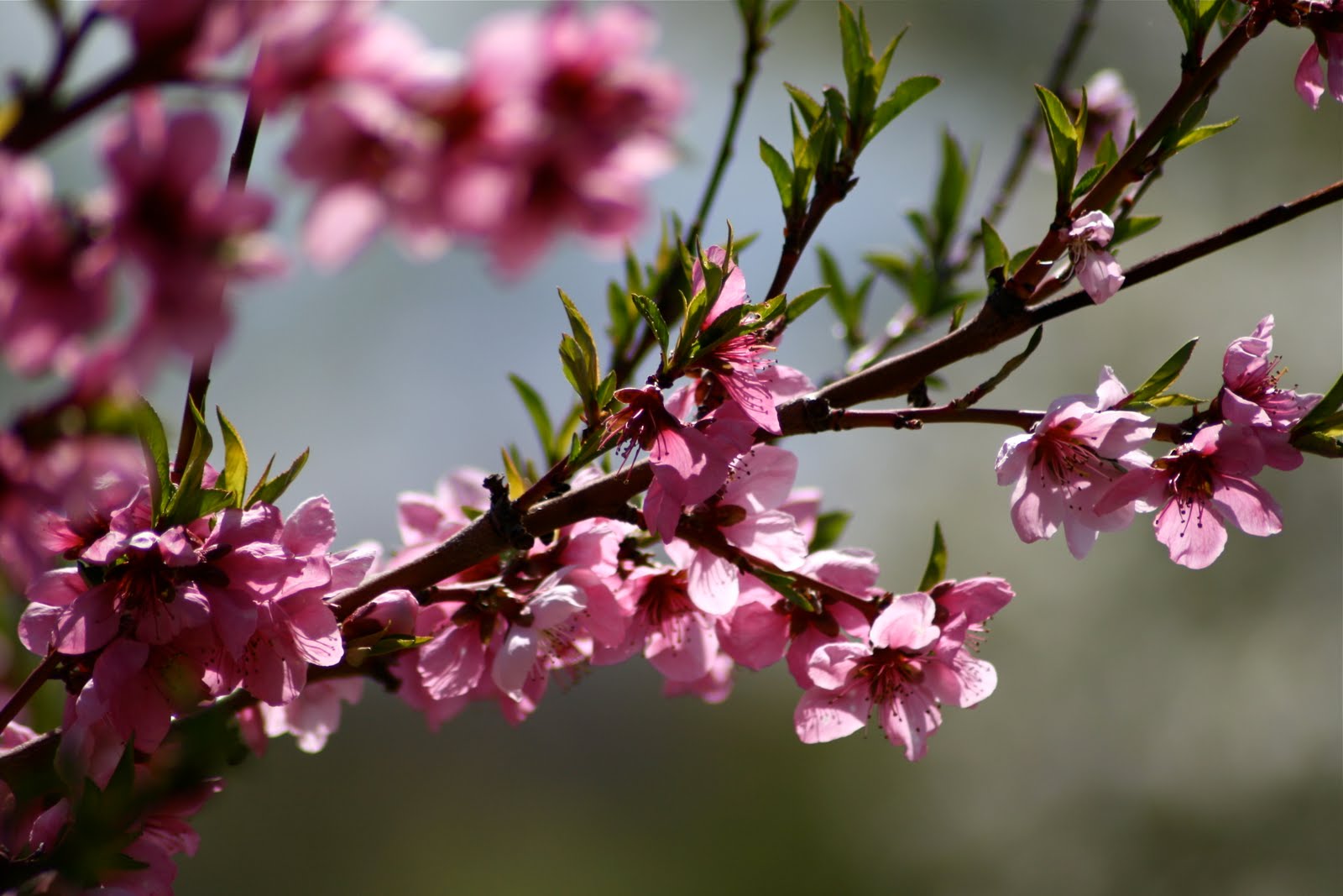 winborg sisters design