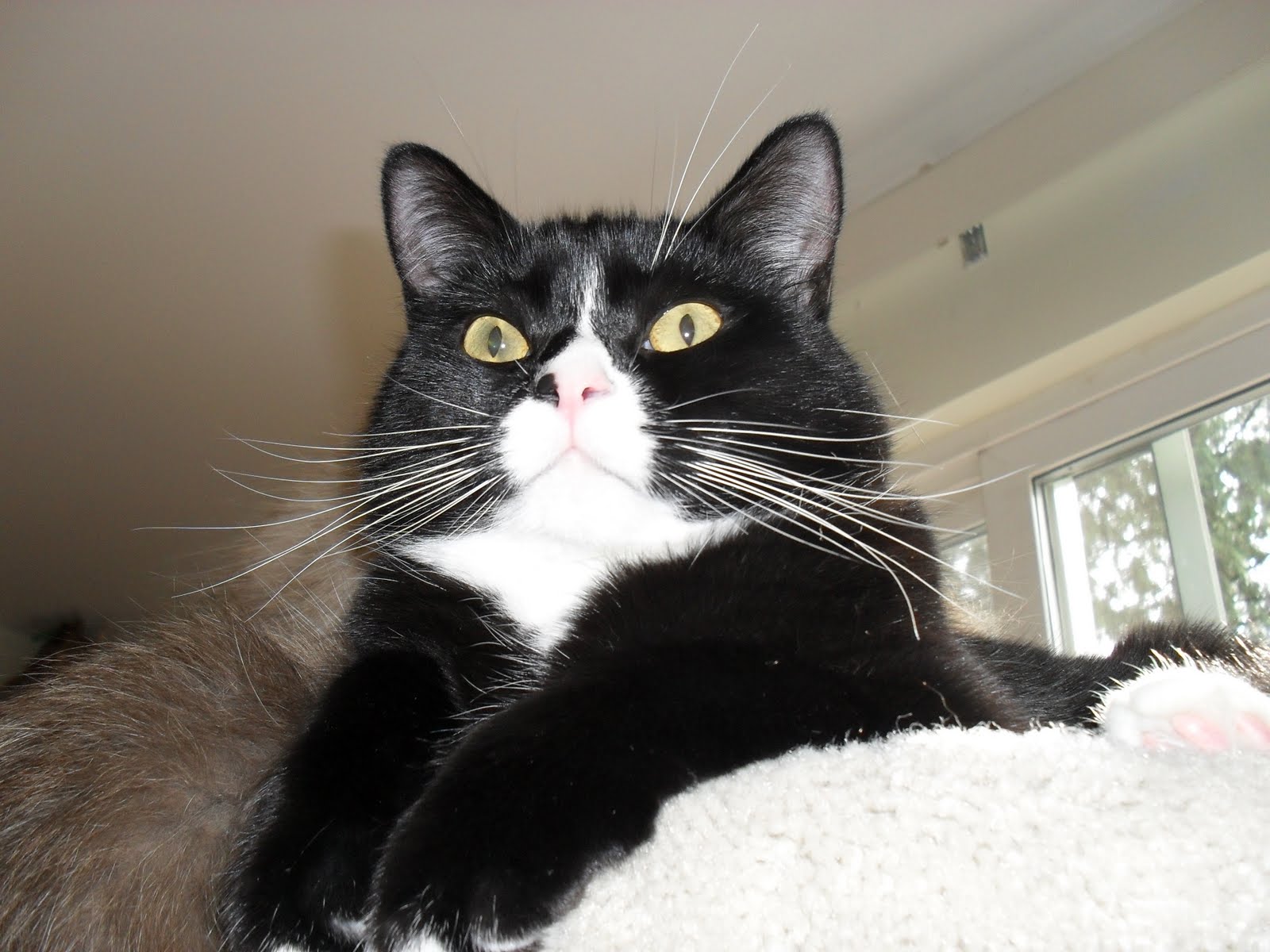 Asshat Paladins: [Cat by John Wick] Charley