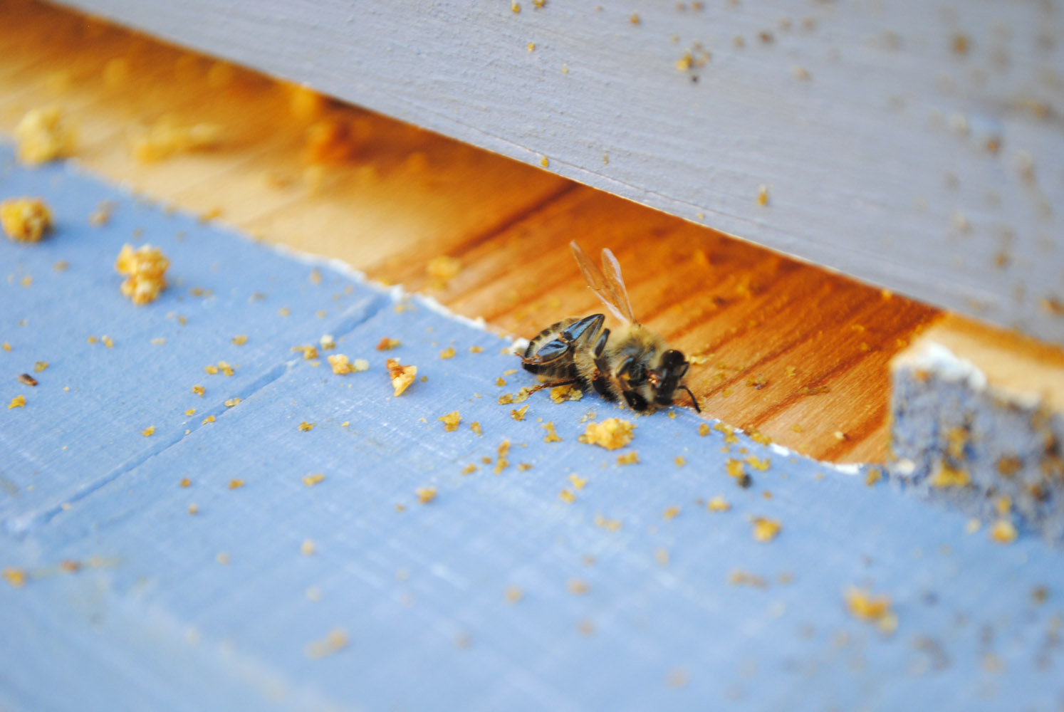 Illuminated Perfume: The Hive Report