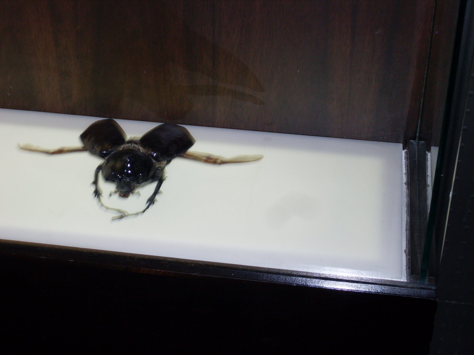 PARQUE EXPLORA: CUCARRON