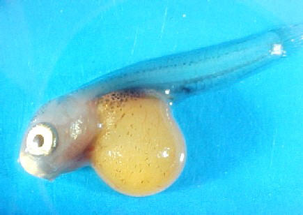 Peixe News Brasil: Criando Alevinos!