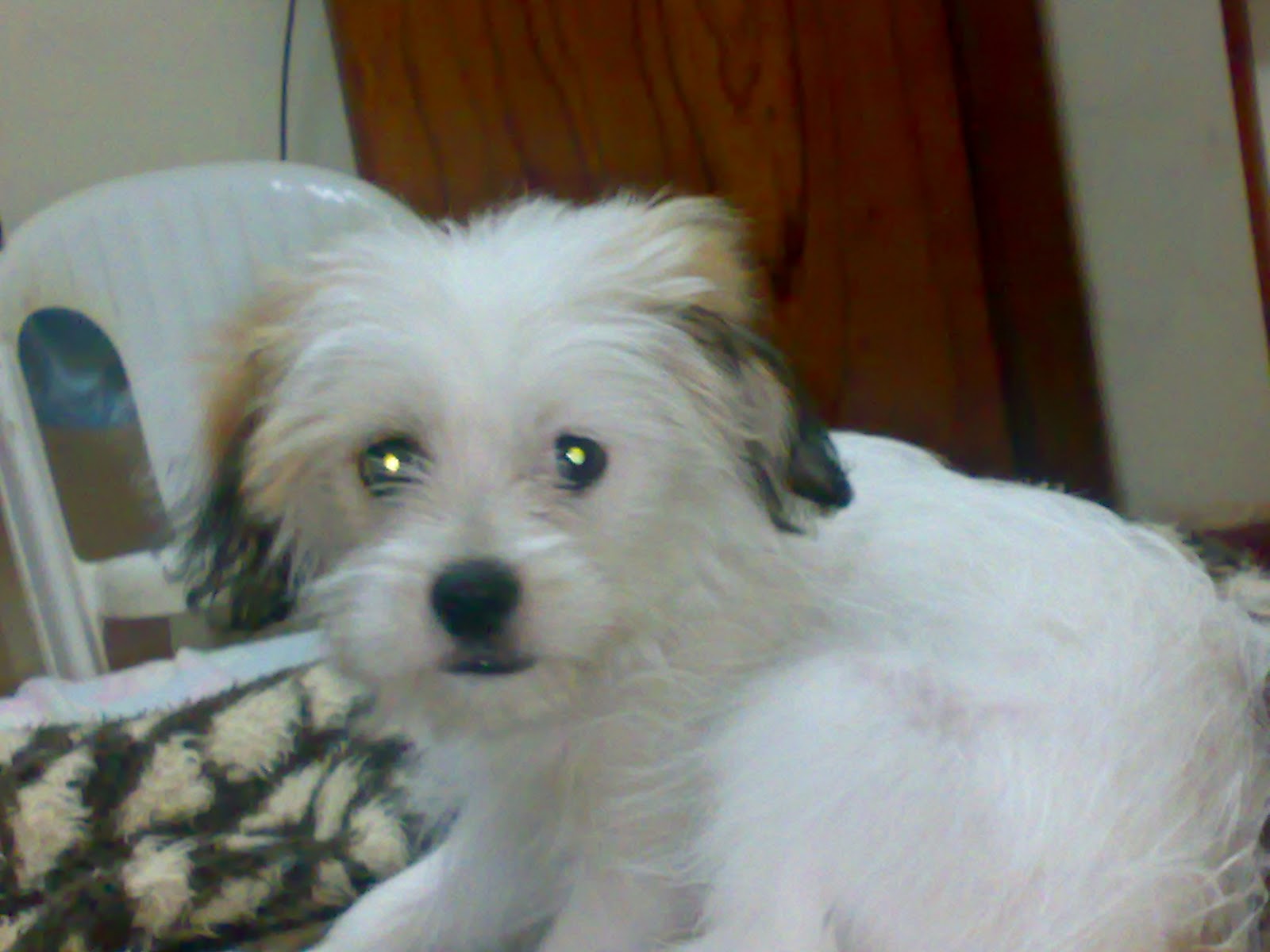 Vida de perros