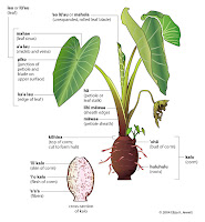 Food Lorists: "Exotic" Vegetables