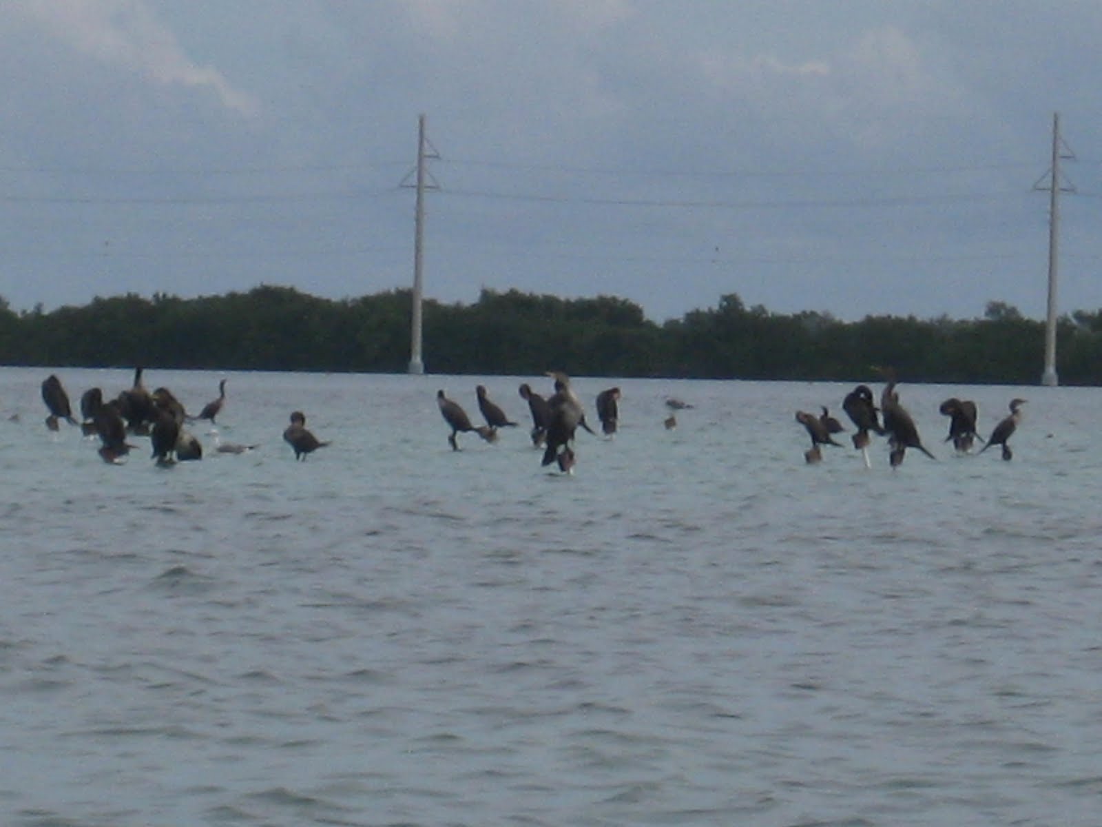 Dave's Yak Tales: Lignumvitae Key amd Indian Key