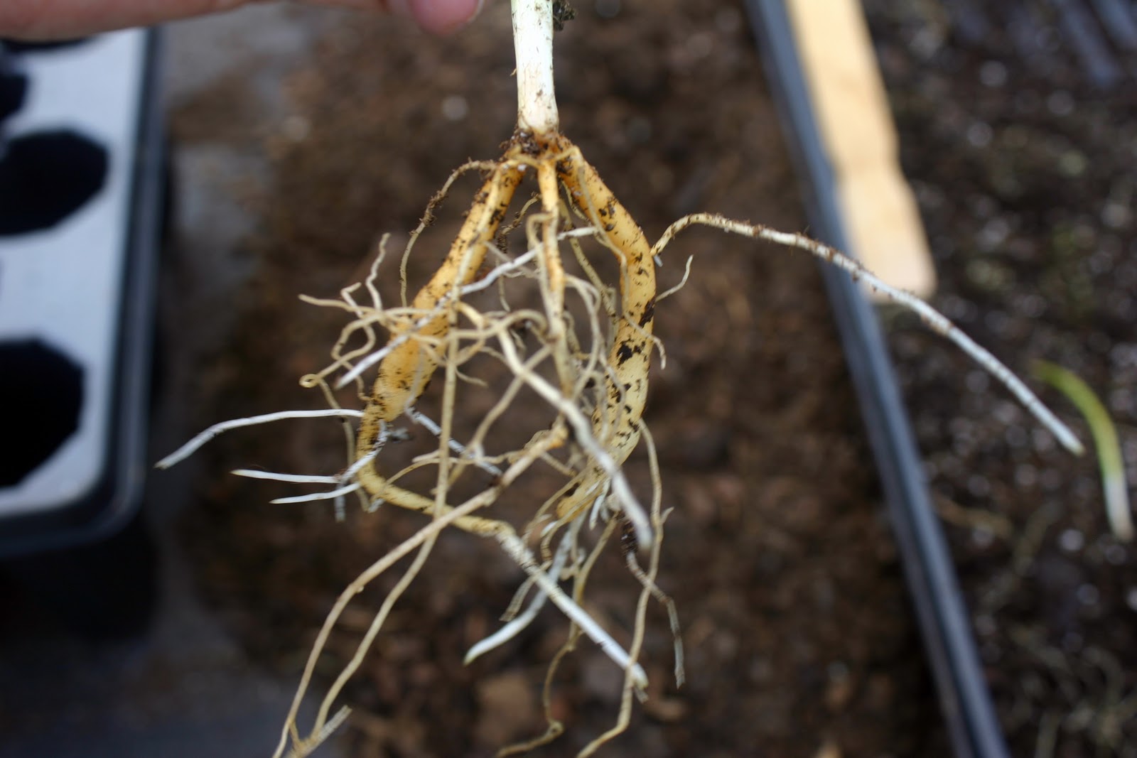 Lee's Daylily Potpourri: Greenhouse seedlings