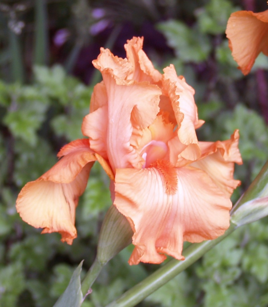 samsons1: Epiphyllum / UT Orange Iris / Bright Blue Iris / Miniture ...