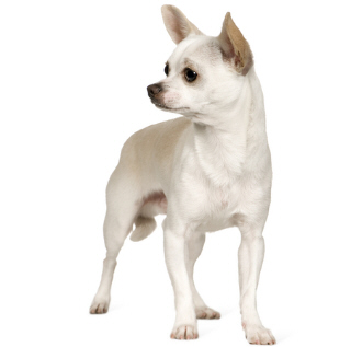 My Hybrid Life: Extinct Dog Breed - the Techichi