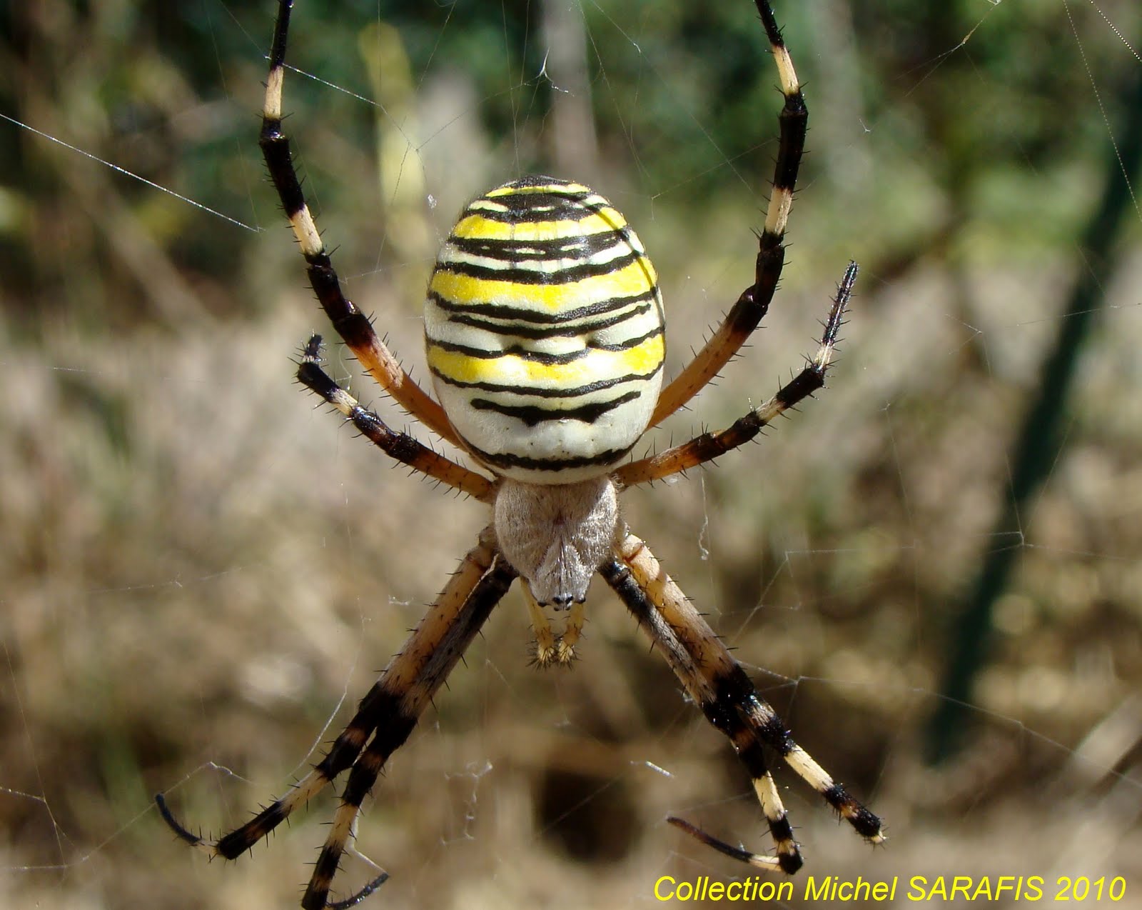 El Universo Bajo el Microscopio: Argiope