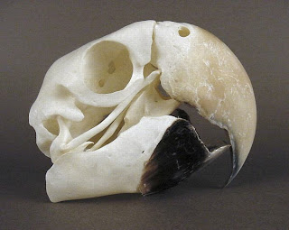 Kiwi's Angels: Parrot Skulls