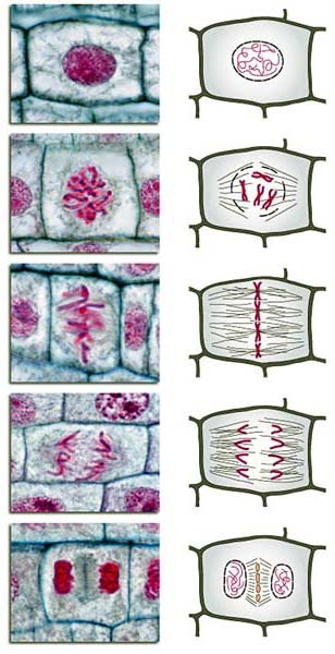 Adriana Dobrin: Lab Report - Mitosis in garlic root tips