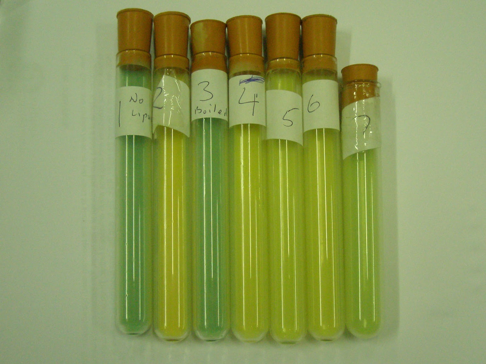 Adriana Dobrin: Enzyme Lab