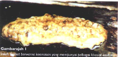 house of healin: Keajaiban Gamat Healin