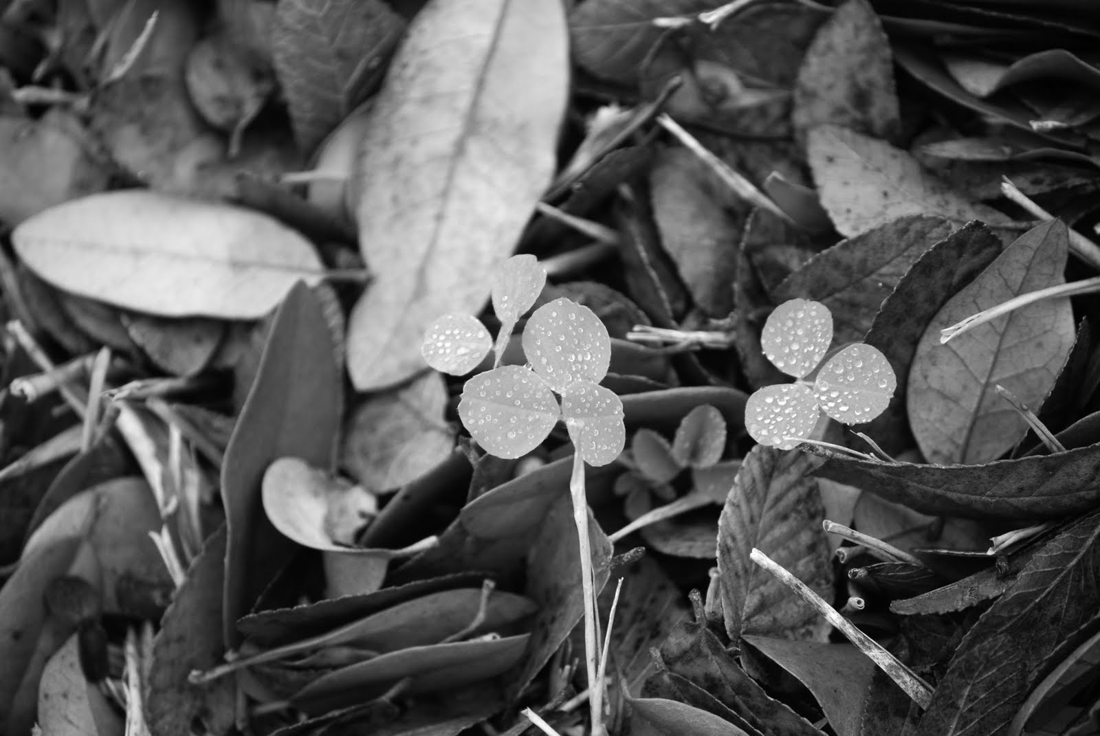 Digital Photography Spring 2010: Shape/Form Composition