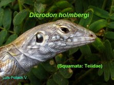 Cultura Culinaria CULINARY CULTURE: Lagartijas para el Inca