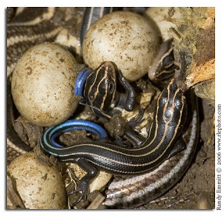 Louisiana Naturalist: Skinks