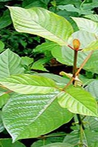 Komuniti Apartmen Fasa 11 B: Pokok Ketum