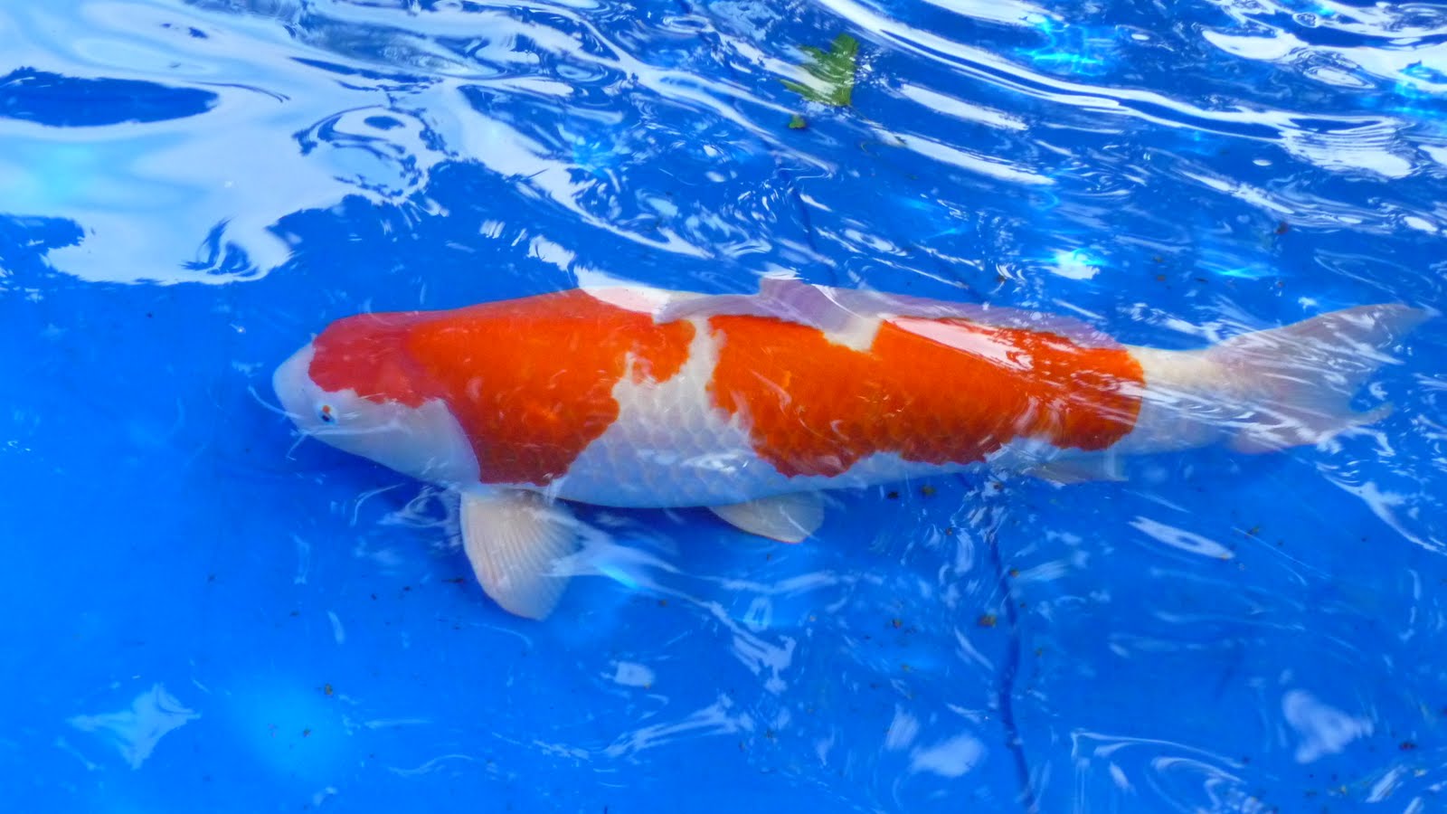 Living with Koi: 2010 ZNA Potomac Koi Show