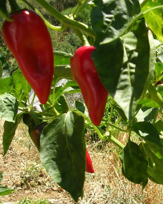 MY KITCHEN IN SPAIN: PICK A PECK OF PIQUILLO PEPPERS