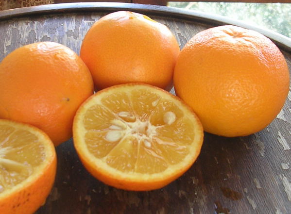 MY KITCHEN IN SPAIN: BITTER ORANGES--MOUTH-PUCKERINGLY DELICIOUS