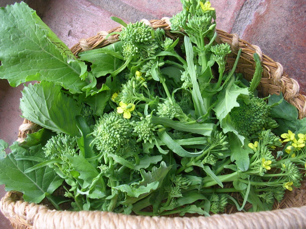 Candidatura a Presidente do Grelo - published by heilel on day 1,475 ...