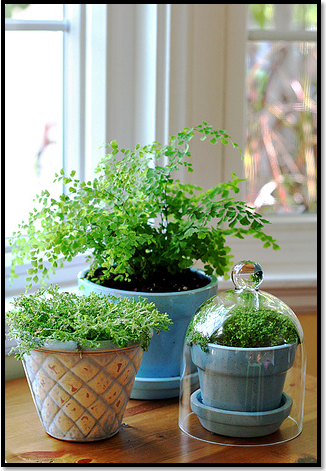 Ispirato Design: Interiorscaping