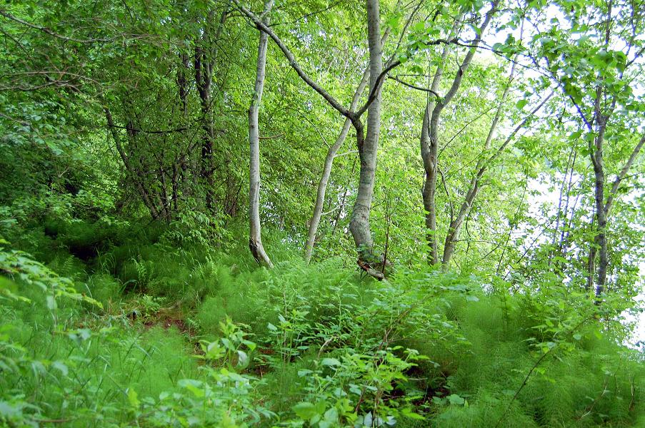 En vandring i egen skog.. / A walk in my forest..