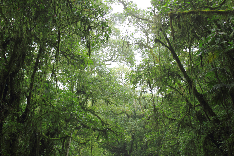 Siempre Verde Venezuela: 2011: Año Internacional de los Bosques