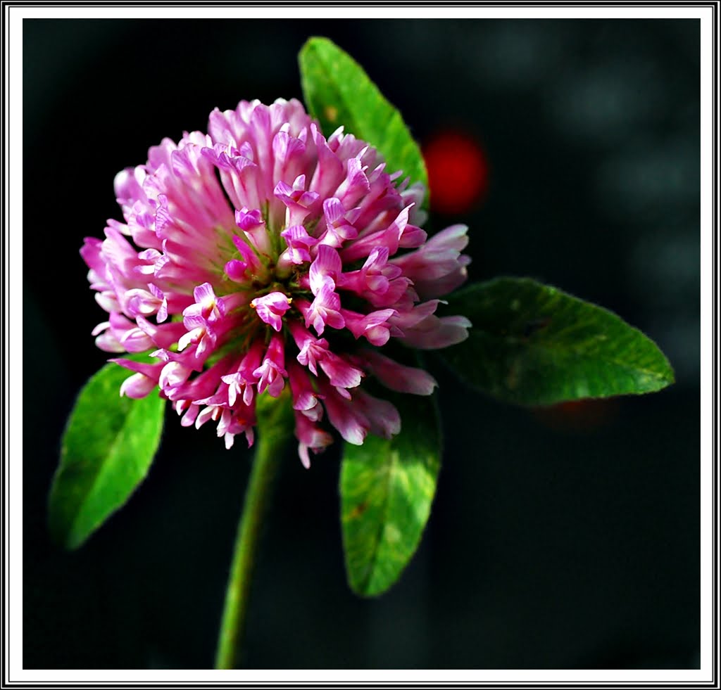 Eminentemente visual.: Trebol rojo. (Trifolium pratense.)