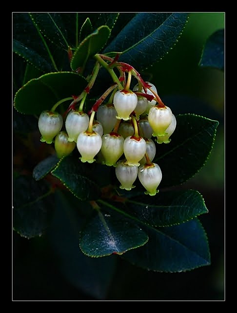 Eminentemente visual.: Madroño. (Flor y fruto.)