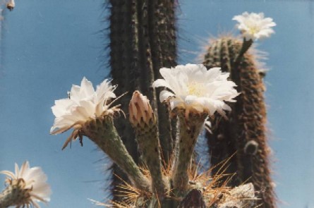 Morena Brava: La Leyenda del Cardon