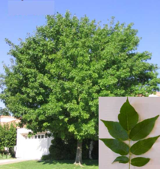 Philosophy of Science Portal: Emerald ash borer vs Ash trees