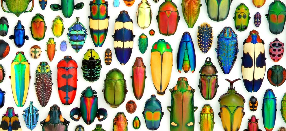 Philosophy of Science Portal: Christopher Marley...bugologist