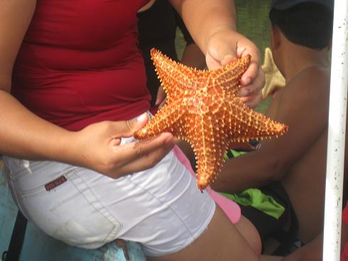 El mundo biològico: Los asteroideos o estrellas de mar