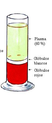 Realizar Banco de Sangre CBTIS 32: ¿Qué es el plasma?