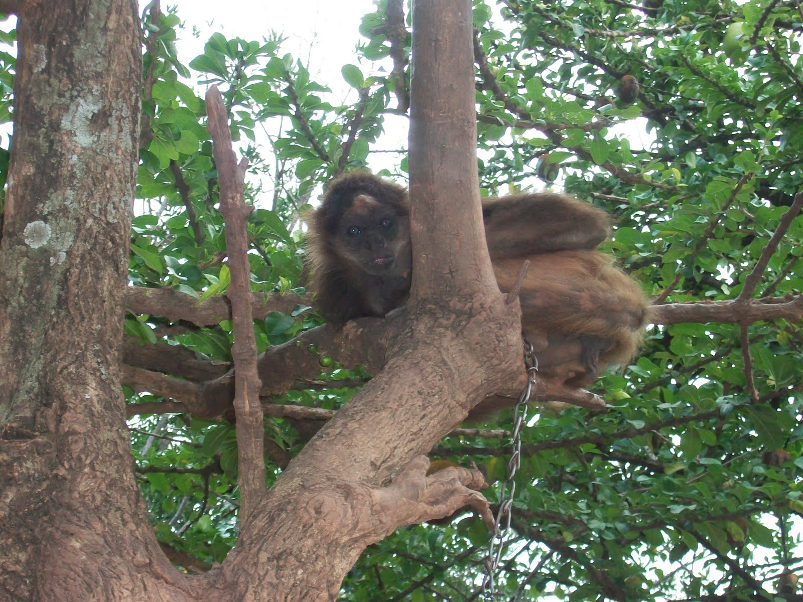 villanueva24h: Entregan dos animales en vía de extinción a funcionarios ...