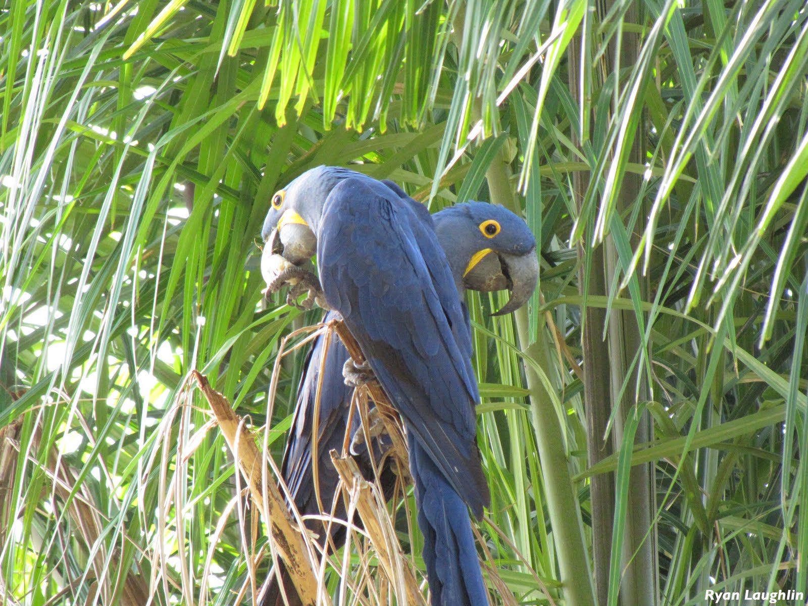 Value Earth: Beautiful Birds of Brazil