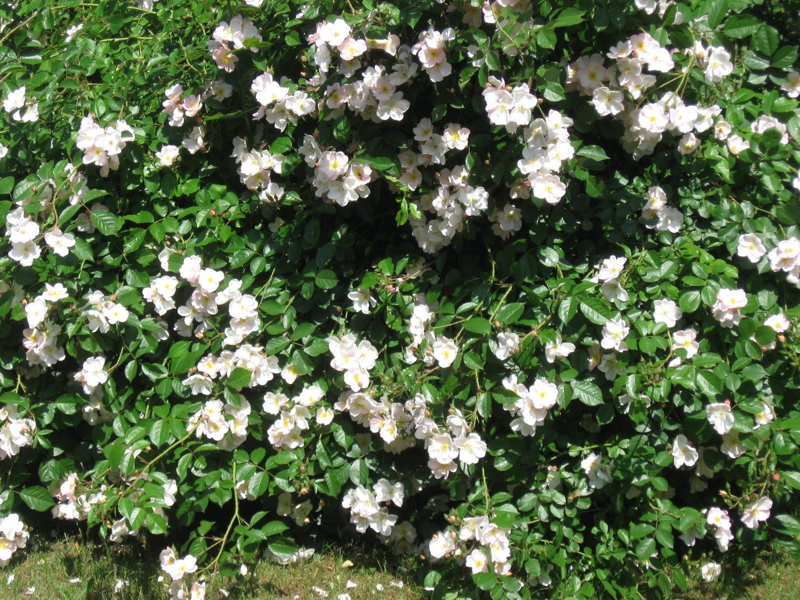 LE JARDIN DE VIVIANE: Un rosier presque sauvage