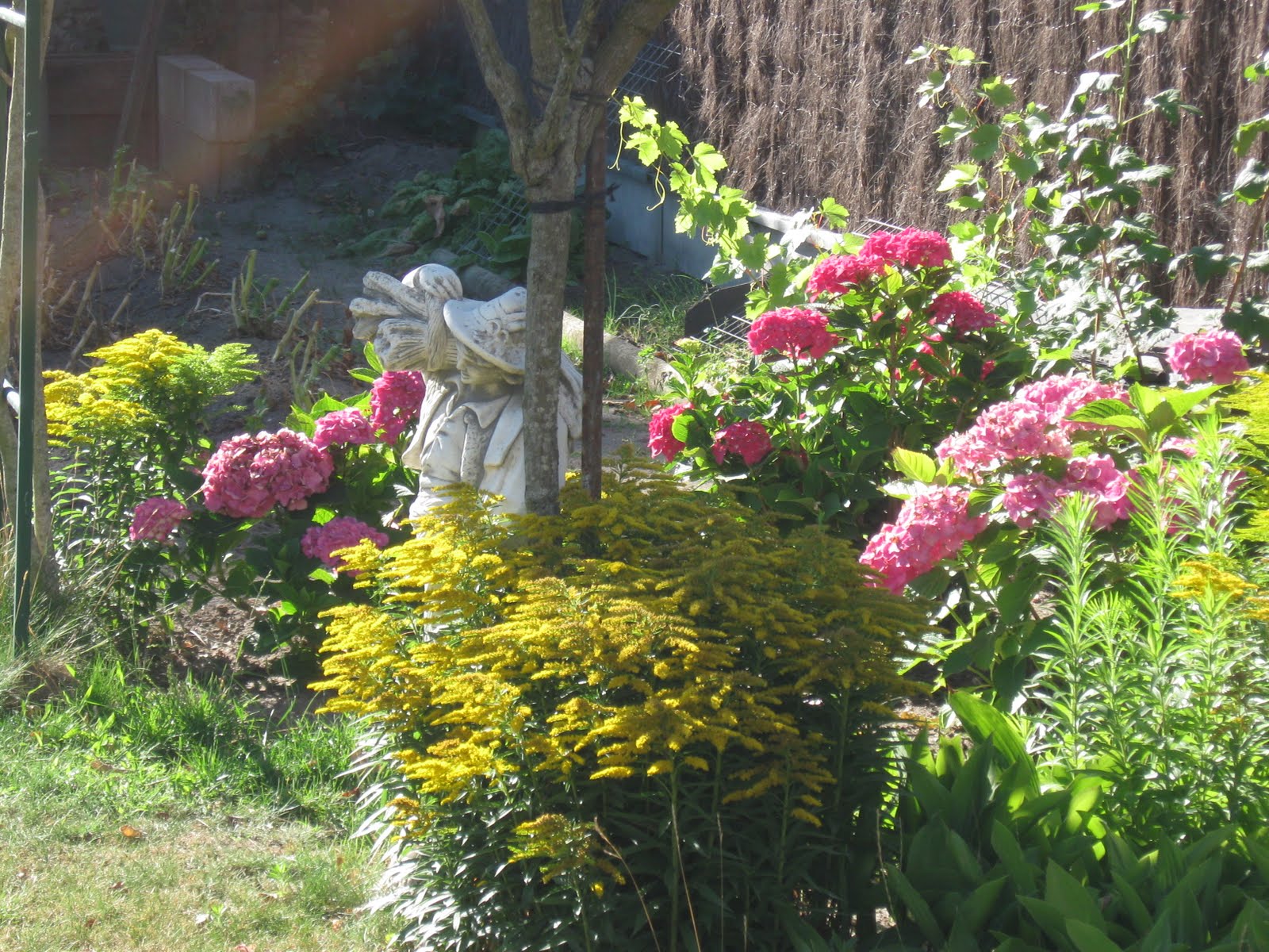 LE JARDIN DE VIVIANE: Solidago ou verge d'or
