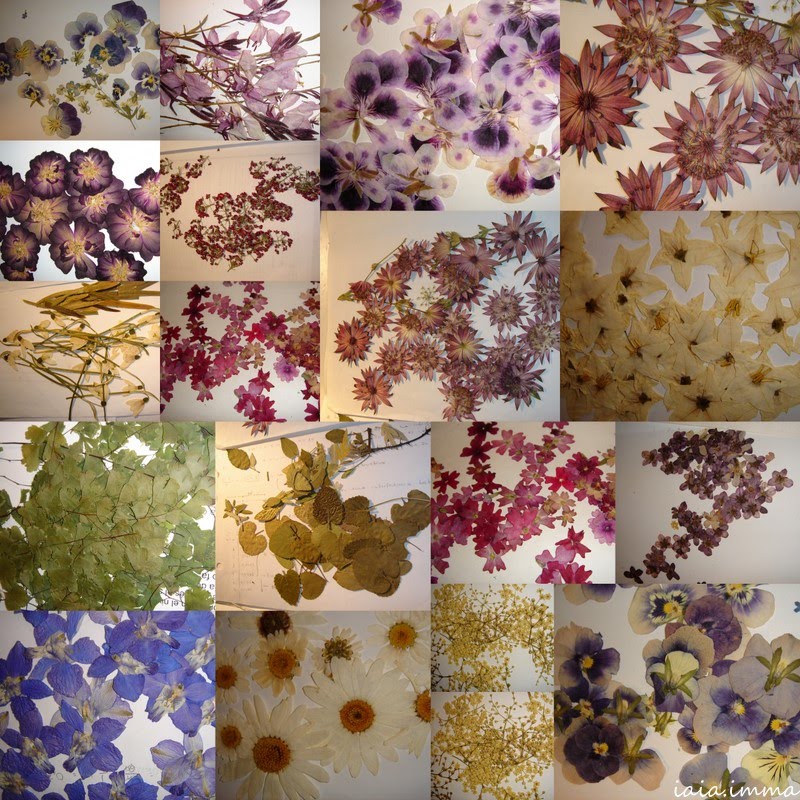 iaia.imma: Flors seques premsades.