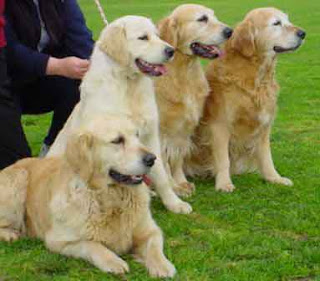 Dog's House: foto - foto anjing ras Golden Retriever