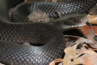 Malum Nalu: Papua blacksnake not ‘extinct’