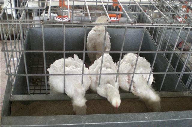 Malum Nalu: Using local ingredients in poultry feed