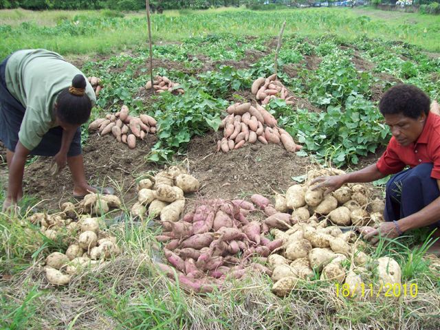 Malum Nalu: Production issues of sweet potato needs addressing